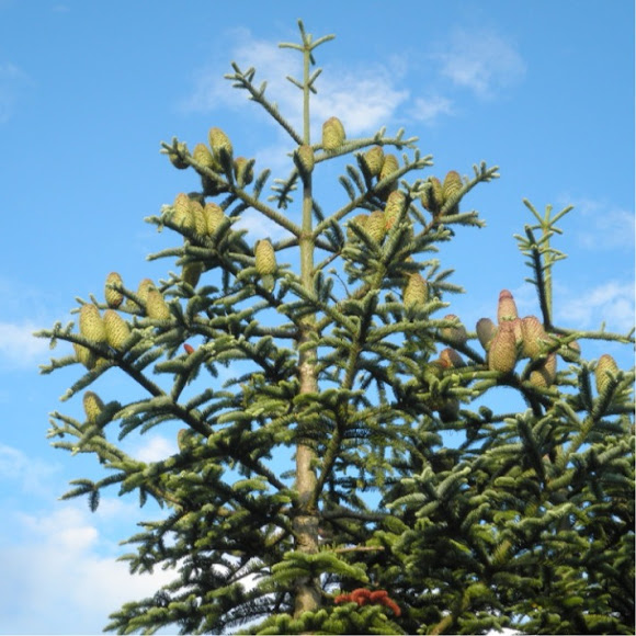 Abies numidica (Abeto de Argelia. Algerian Fir) | Project Noah