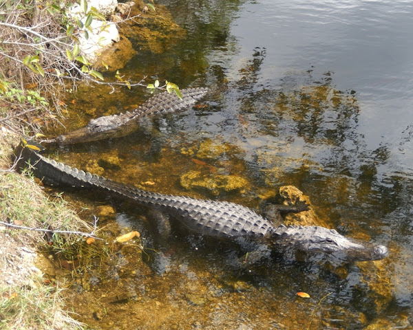American Alligator | Project Noah