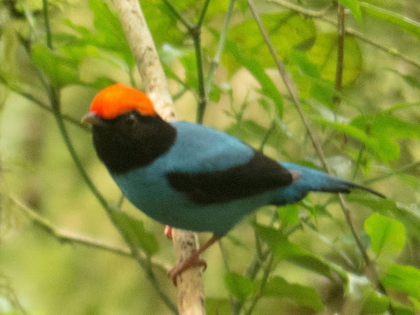 Blue manakin or Swallow-tailed manakin | Project Noah