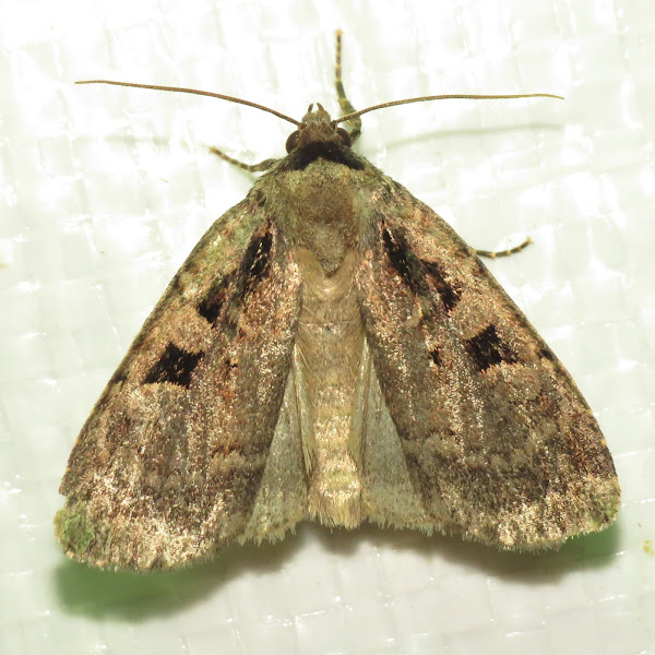 Dart Moth | Project Noah