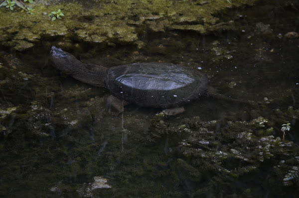Common Snapping Turtle | Project Noah
