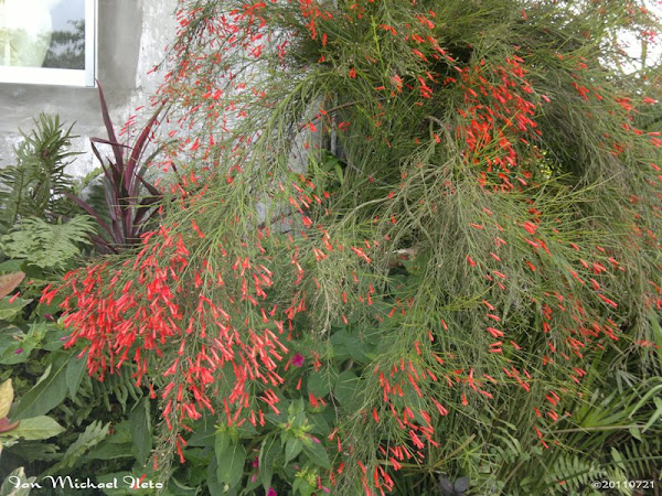 Firecracker plant | Project Noah