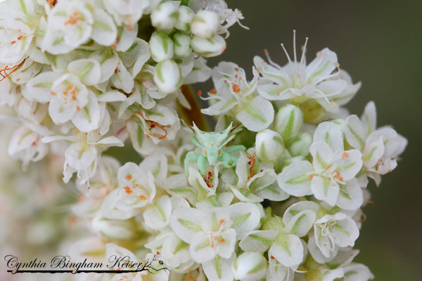 Jagged Ambush Bug nymph | Project Noah