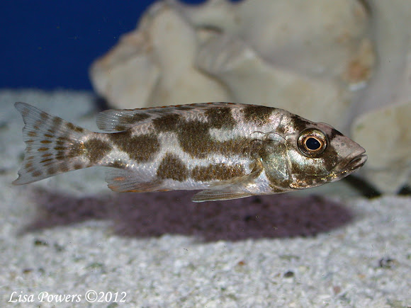 Livingston's Cichlid | Project Noah