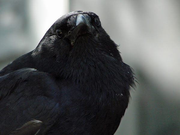 Fish Crow | Project Noah