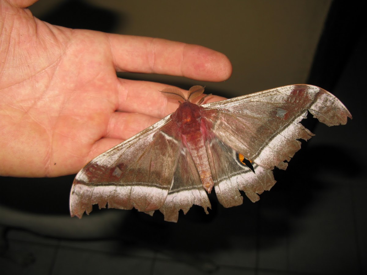 Cabbage tree emperor moth | Project Noah