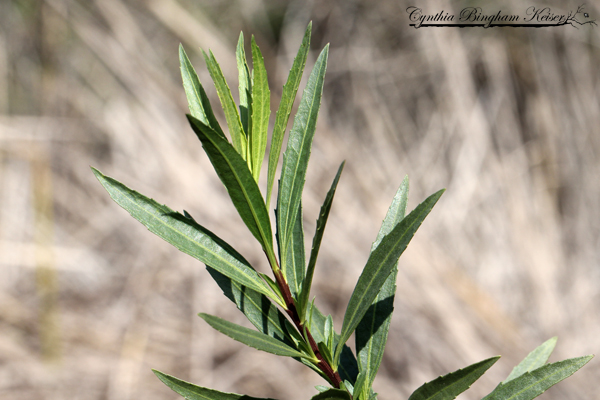 Mule Fat | Project Noah