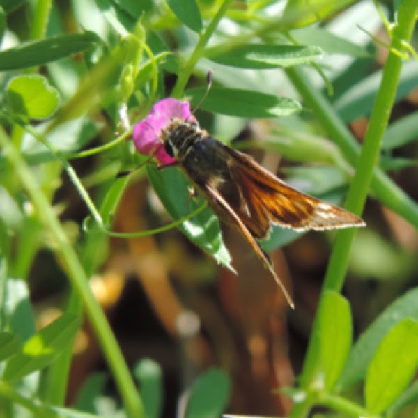 Sachem | Project Noah