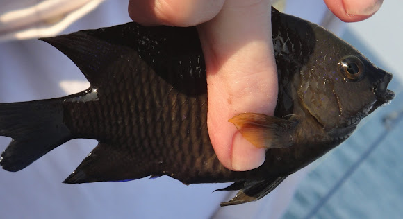 Dusky Damselfish | Project Noah