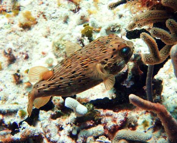 Porcupine Puffer Fish | Project Noah