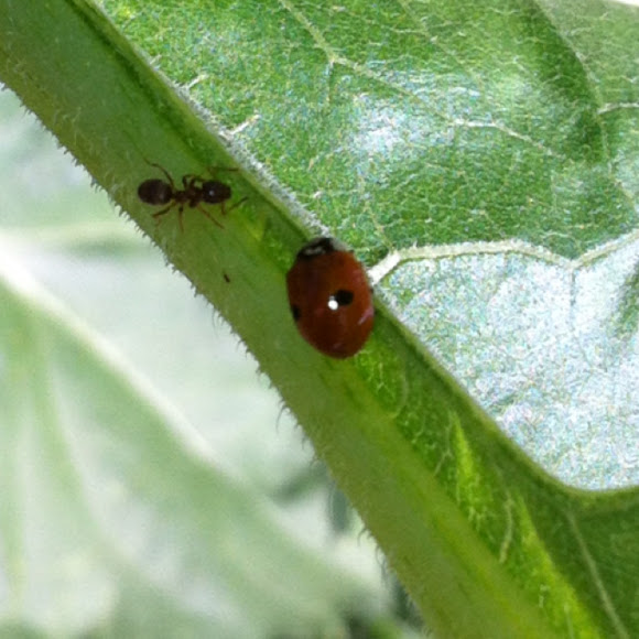 Two spotted Lady bug | Project Noah