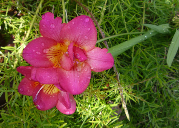 Fresia rosa | Project Noah