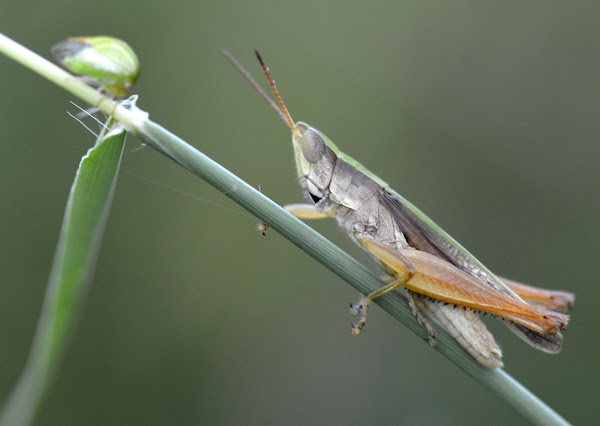 Grasshopper | Project Noah