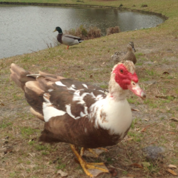 Domesticated Muscovy Duck - Brown | Project Noah