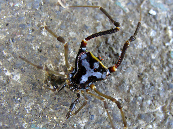 Opilion | Project Noah