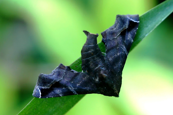 Mango Shoot Borer Moth | Project Noah