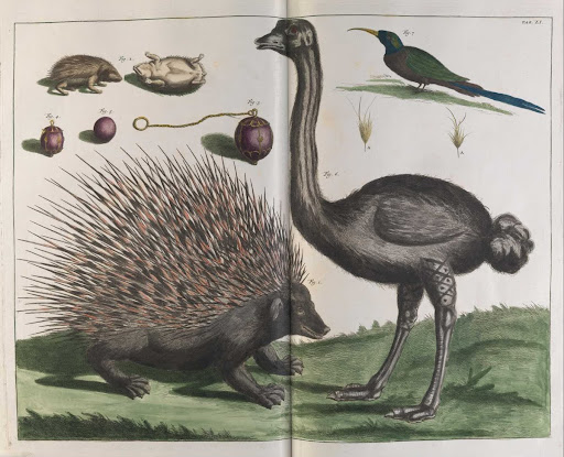 Carl Linnaeus — Google Arts & Culture