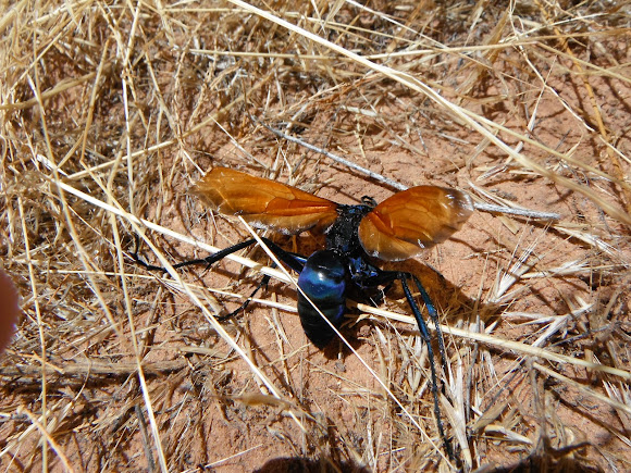 Tarantuala Hawk | Project Noah
