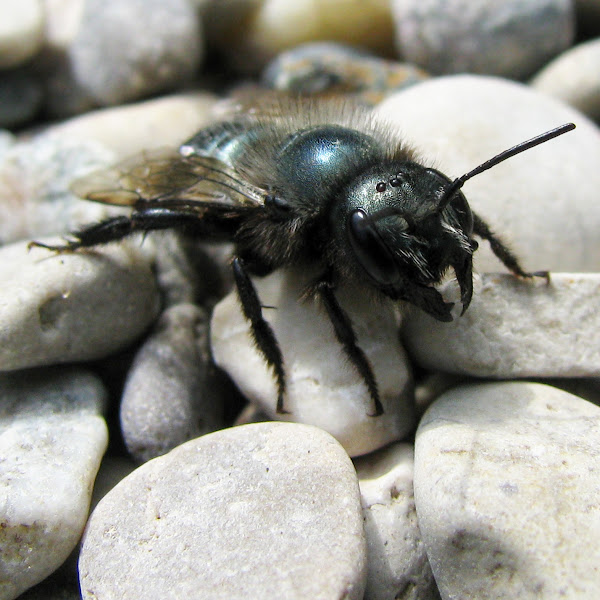 Blue Orchard Bee | Project Noah