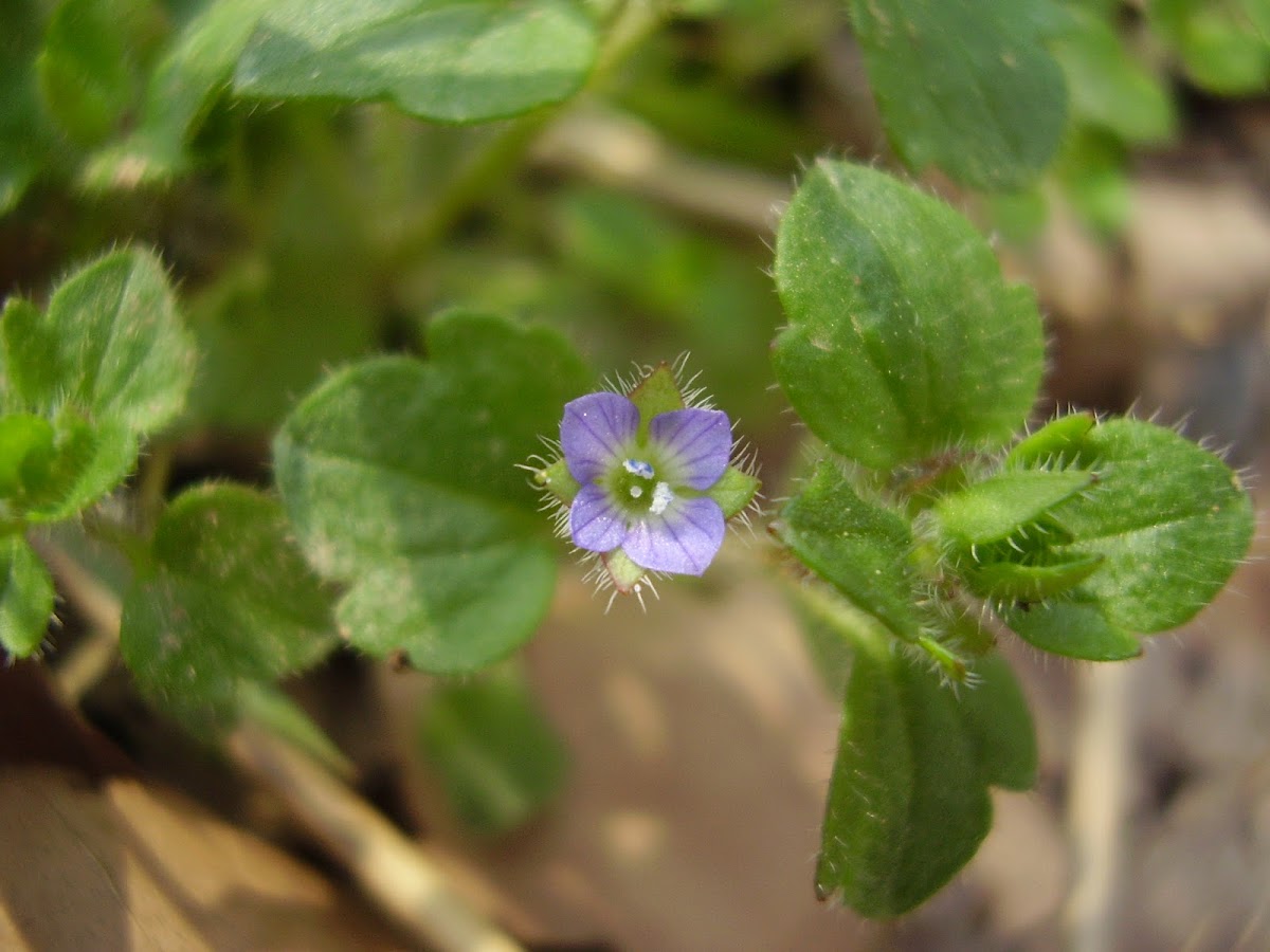 Ivyleaf speedwell | Project Noah