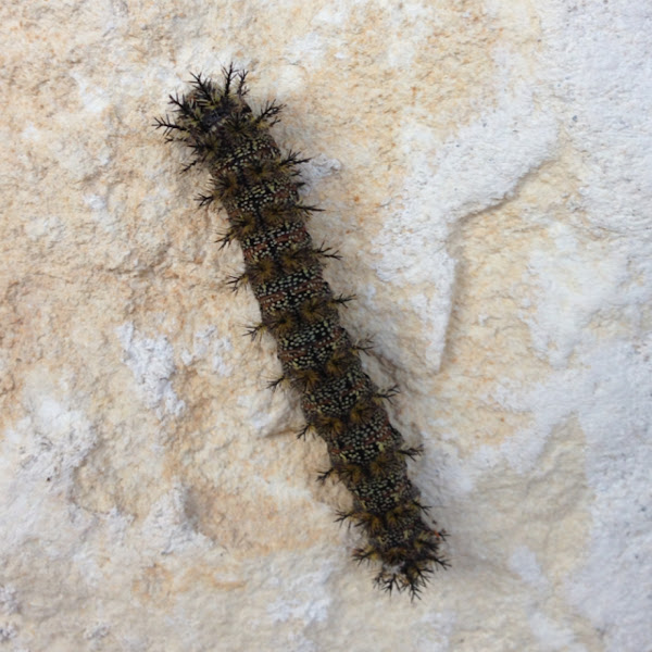 Buck Moth Caterpillar | Project Noah