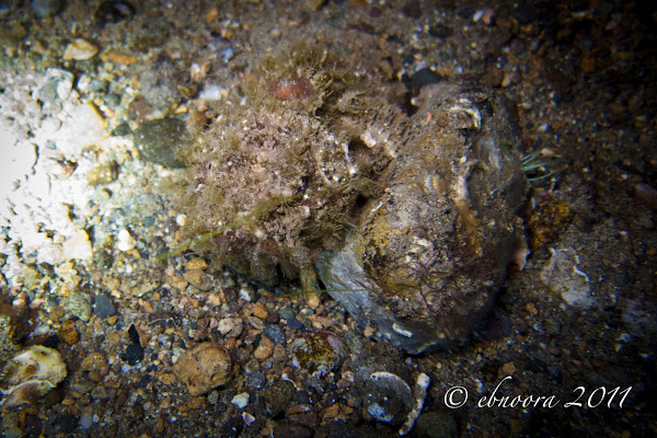 Reef Stonefish | Project Noah