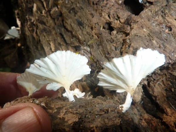 hongo | Project Noah