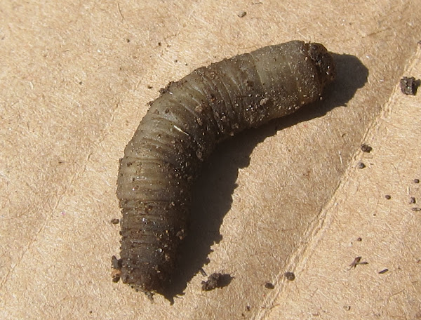 Crane Fly Larva (leatherjacket) | Project Noah