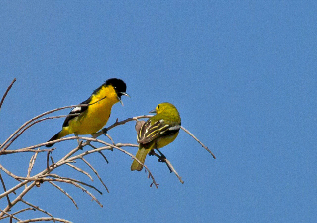 Common Iora | Project Noah