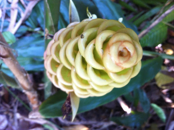 Beehive Ginger | Project Noah