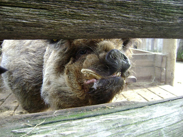 Hercules, the Kunekune pig | Project Noah