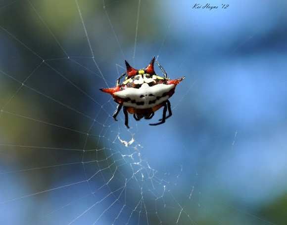 Kite Spider | Project Noah