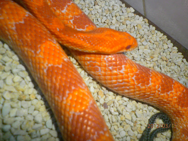 corn snake | Project Noah
