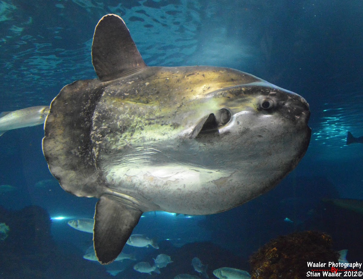 Ocean Sunfish | Project Noah