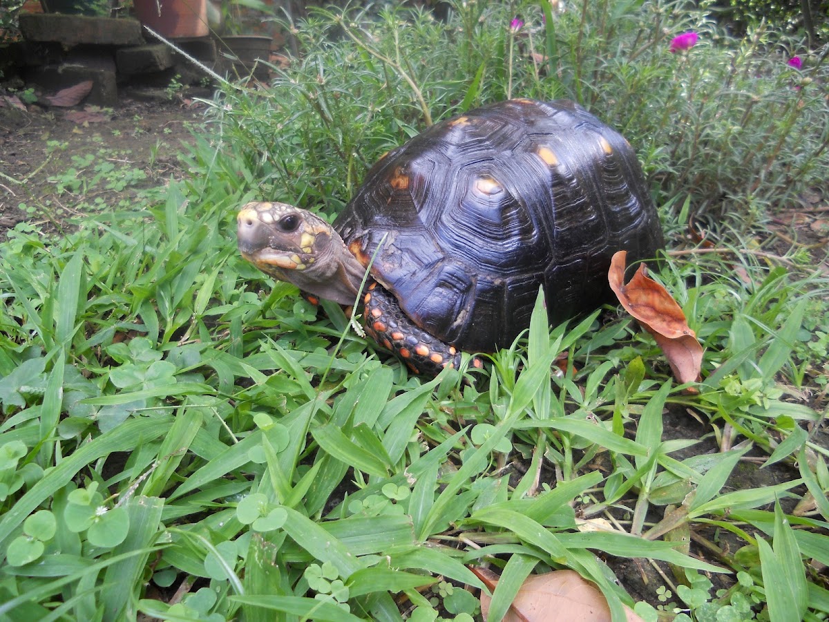 Morrocoy | Project Noah