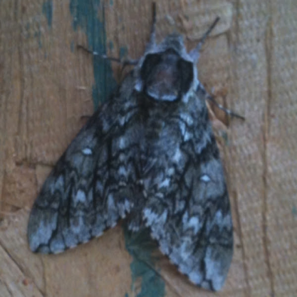 Waved Sphinx | Project Noah