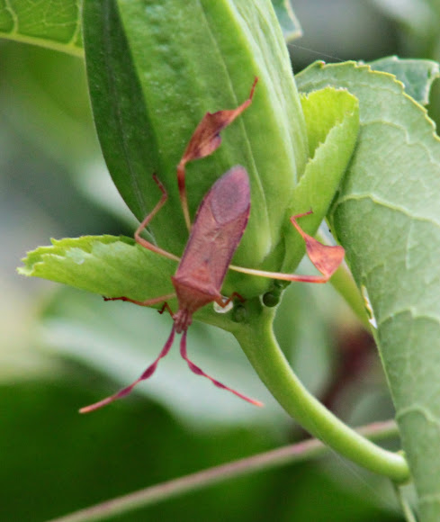 Florida Leaf-footed Bug | Project Noah