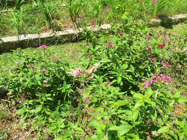 Thoas Swallowtail | Project Noah