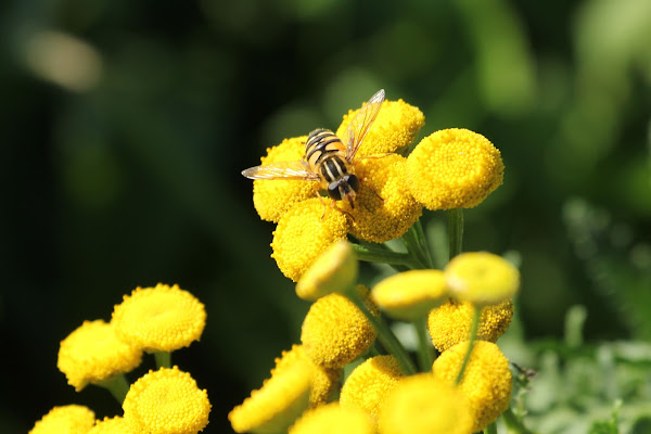 Flower Fly on Common Tansy | Project Noah