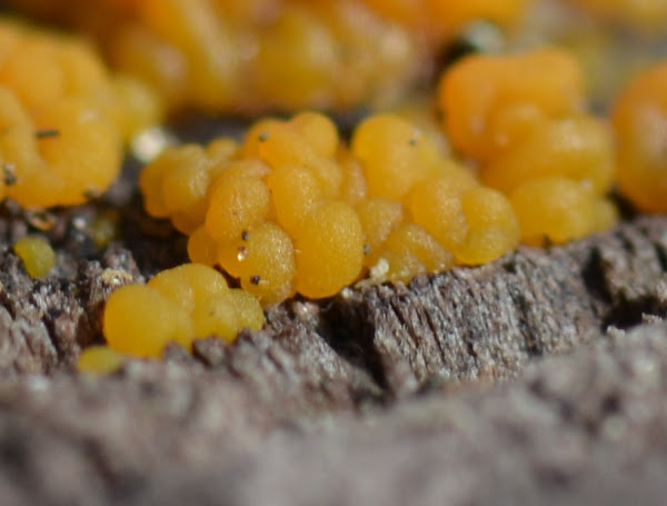 Dacrymyces stillatus | Project Noah