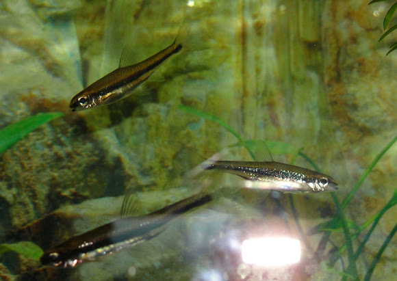 Ironcolor Shiner | Project Noah