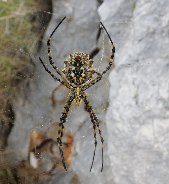 Lobed Argiope (female) | Project Noah