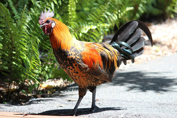 Rooster | Project Noah