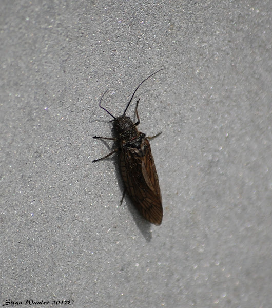 Alderfly | Project Noah