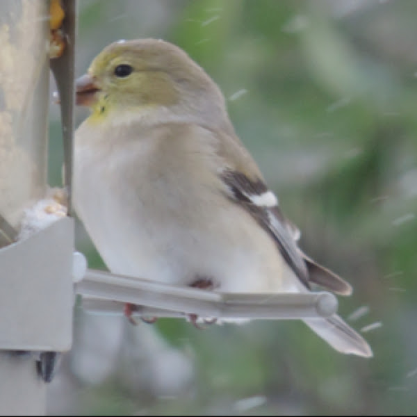 American Goldfinch | Project Noah