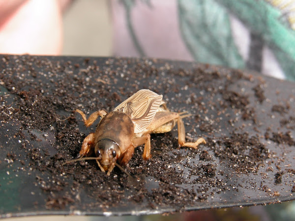 Tawny Mole Cricket | Project Noah