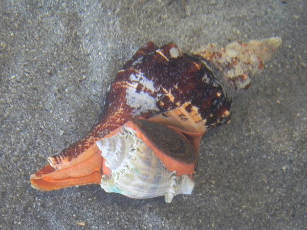 Horse conch eating a King's Crown | Project Noah