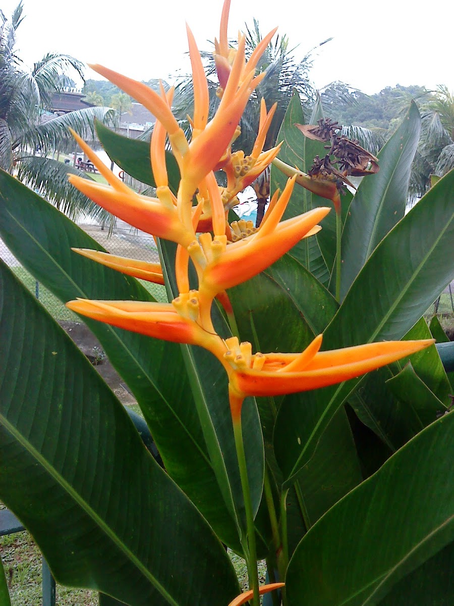 Heliconia | Project Noah