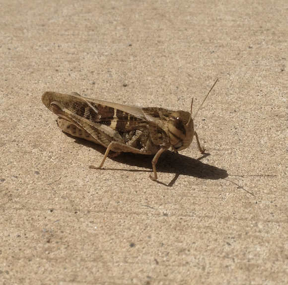 Migratory Locust | Project Noah