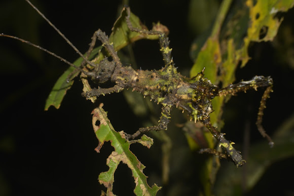 Spiny Stick Insect, Phasmid | Project Noah